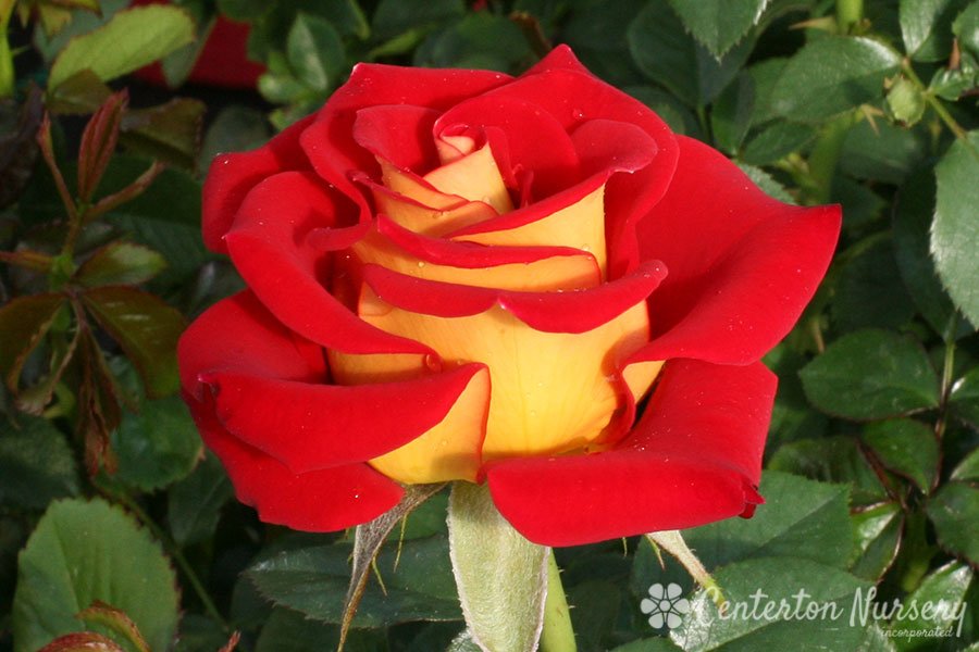 Pretty Lady Tree Rose - 36 inch — Select Roses