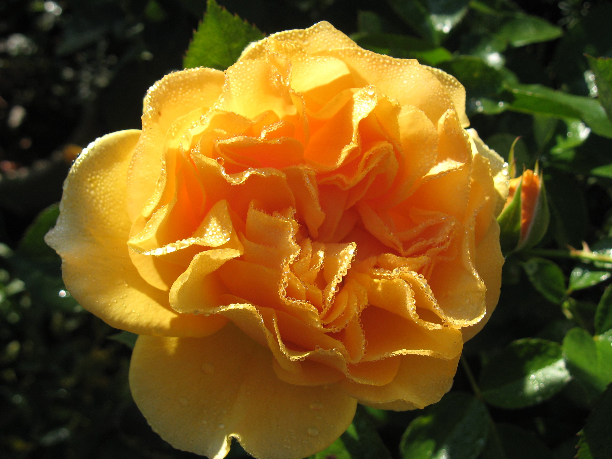 Julia Child Tree Rose - 36 inch — Select Roses