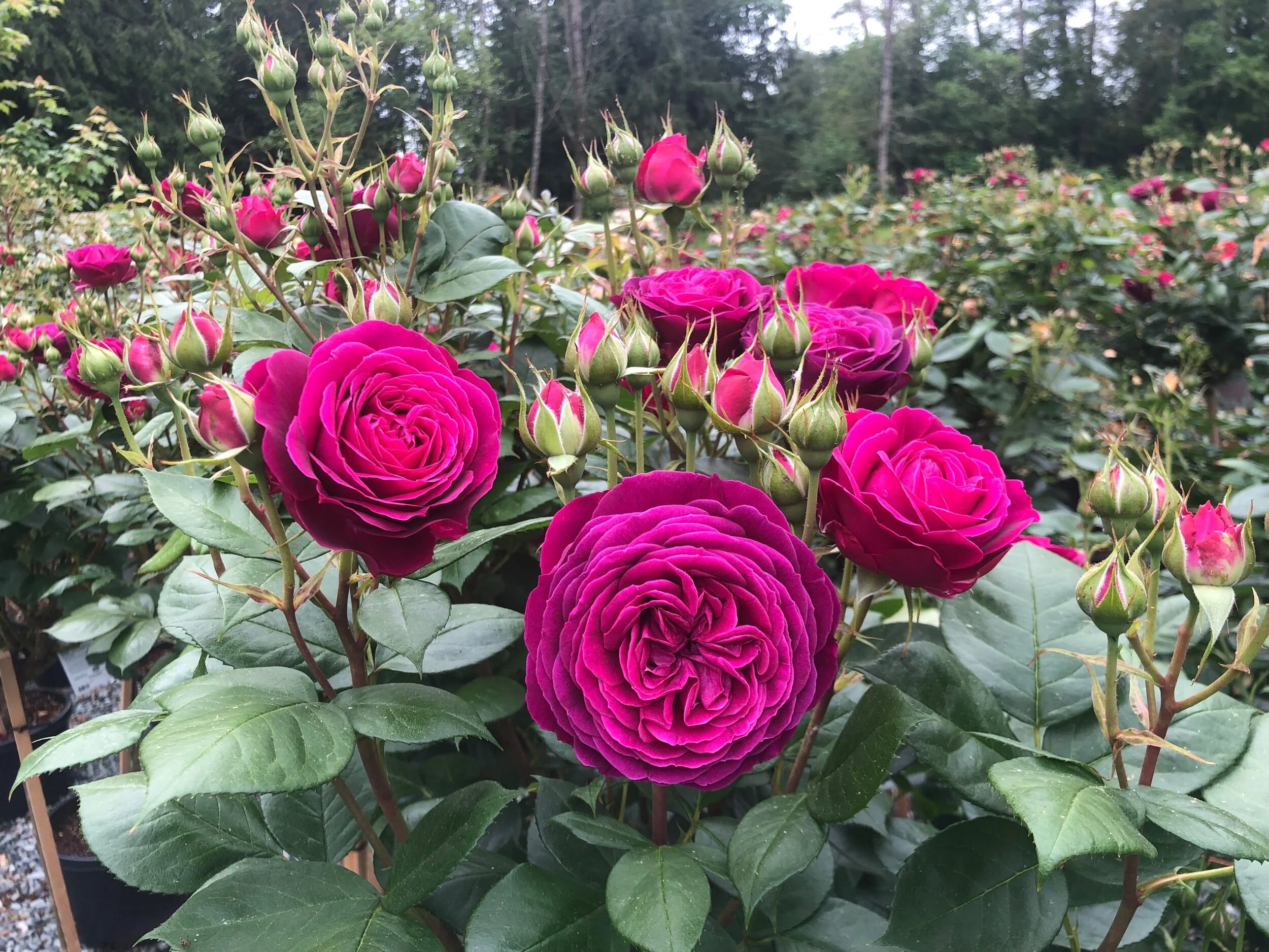 Pretty Lady Tree Rose - 36 inch — Select Roses