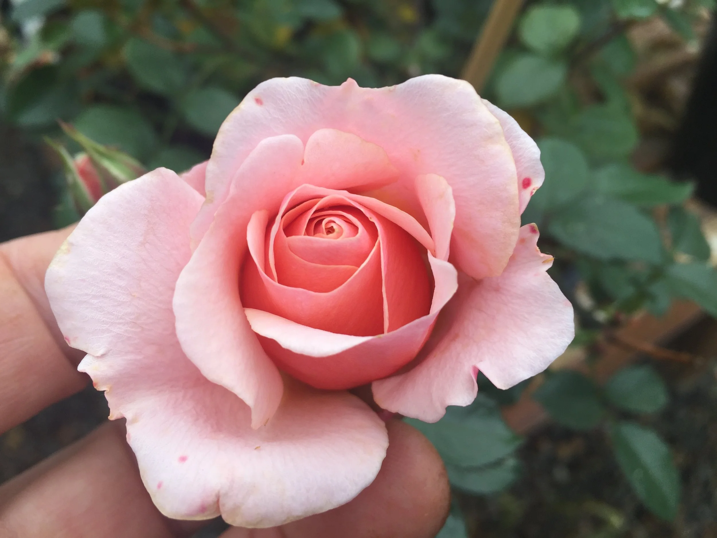 Dylan Rose — Select Roses
