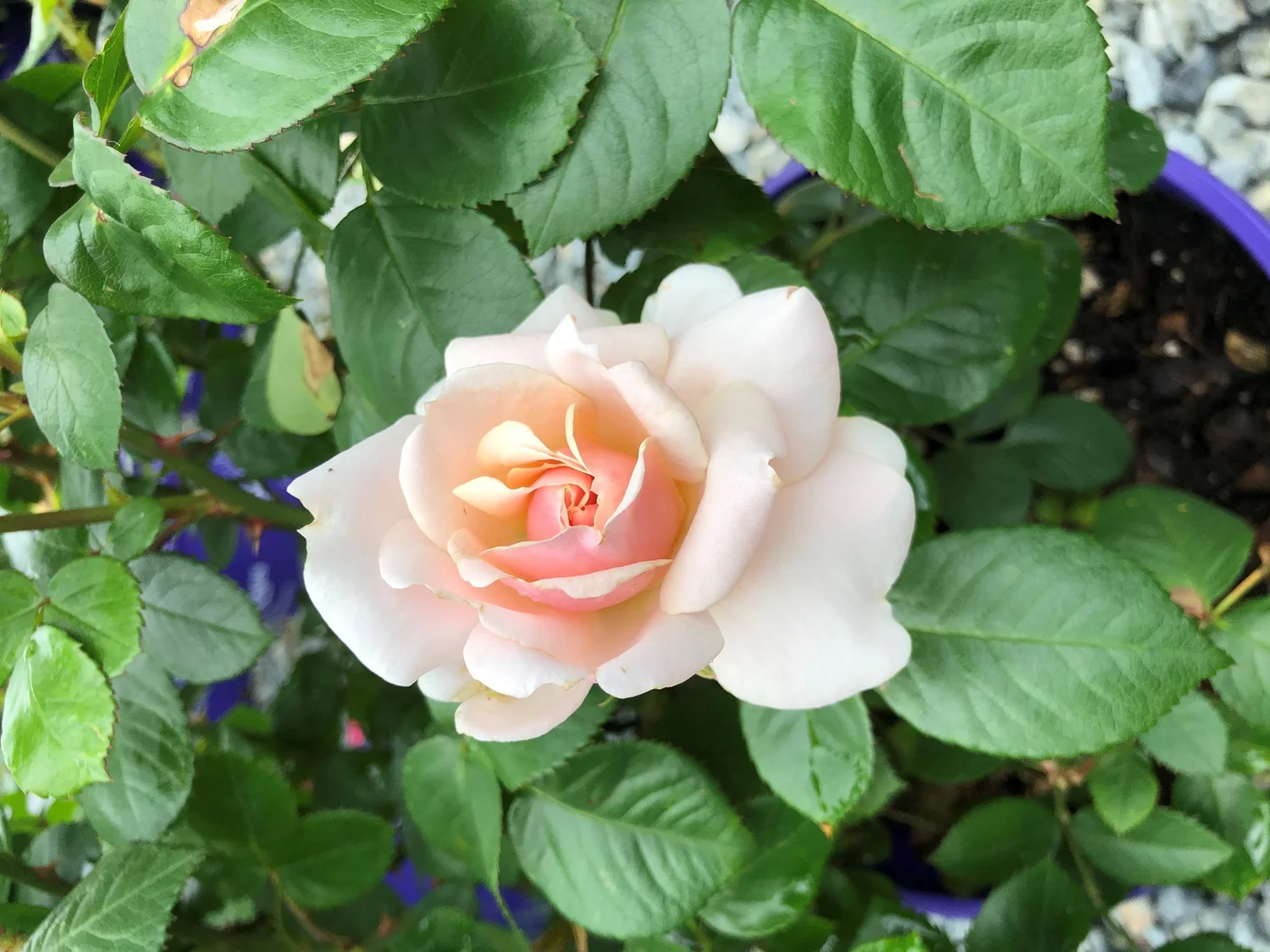 Dylan Rose — Select Roses