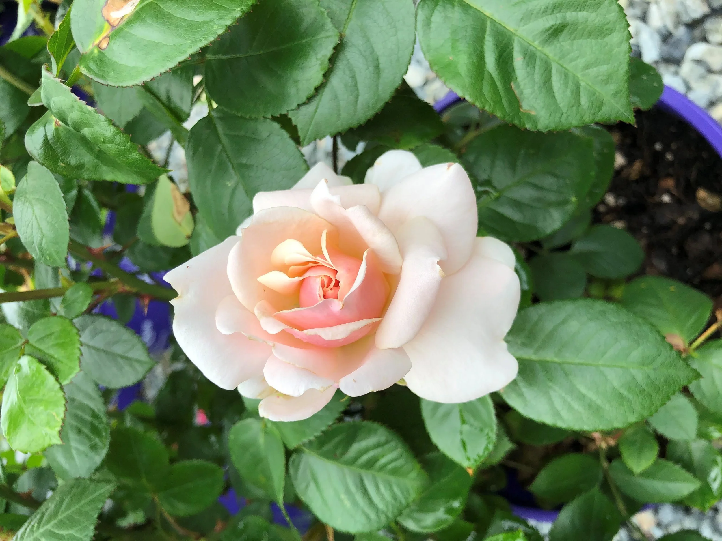 Dylan Rose — Select Roses