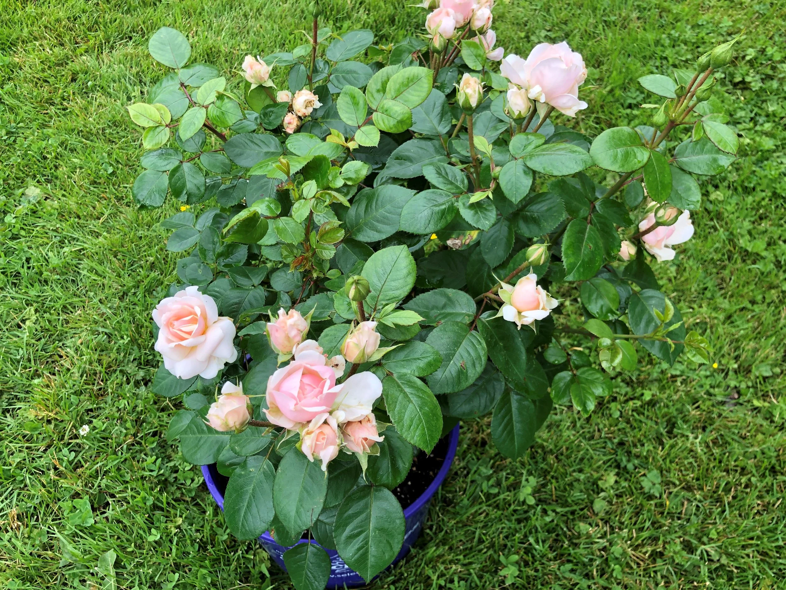 Dylan Rose — Select Roses