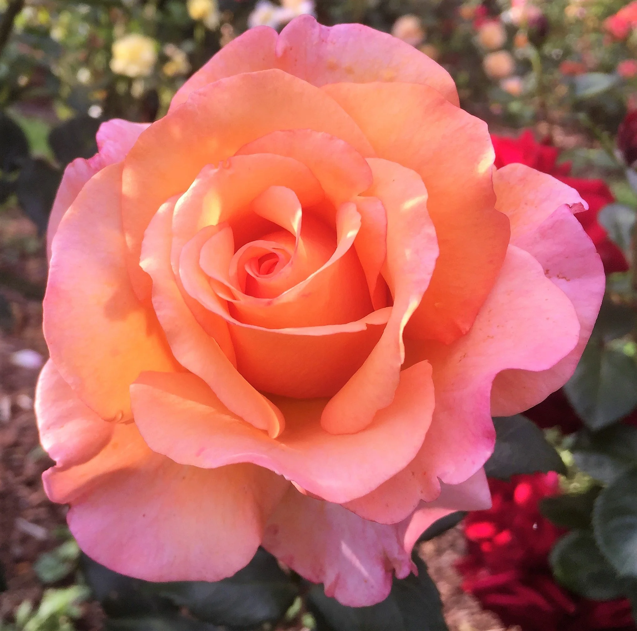 Dylan Rose — Select Roses