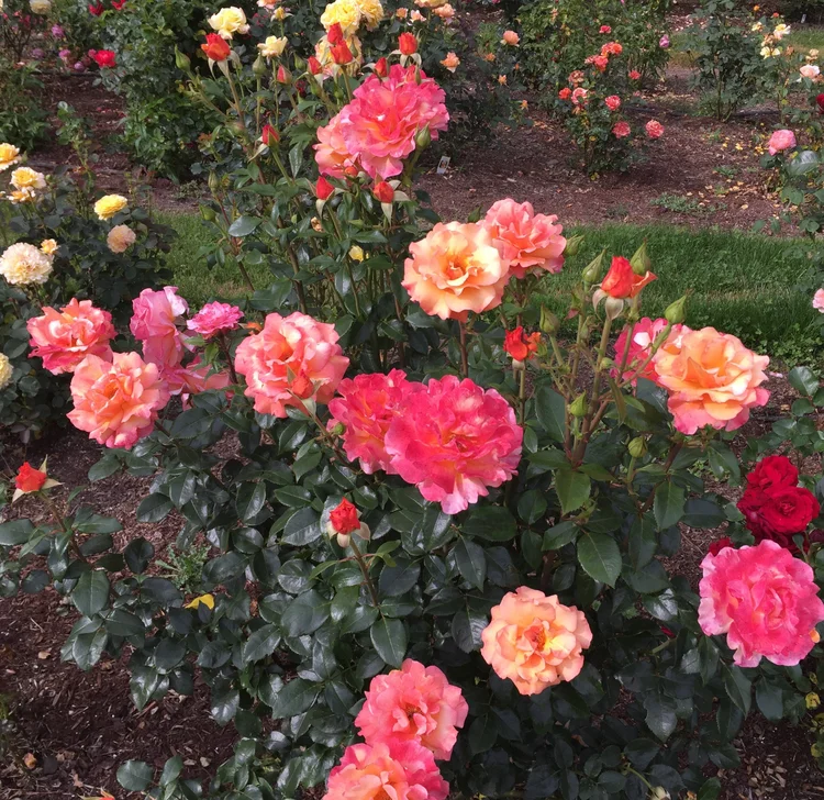 Dylan Rose — Select Roses