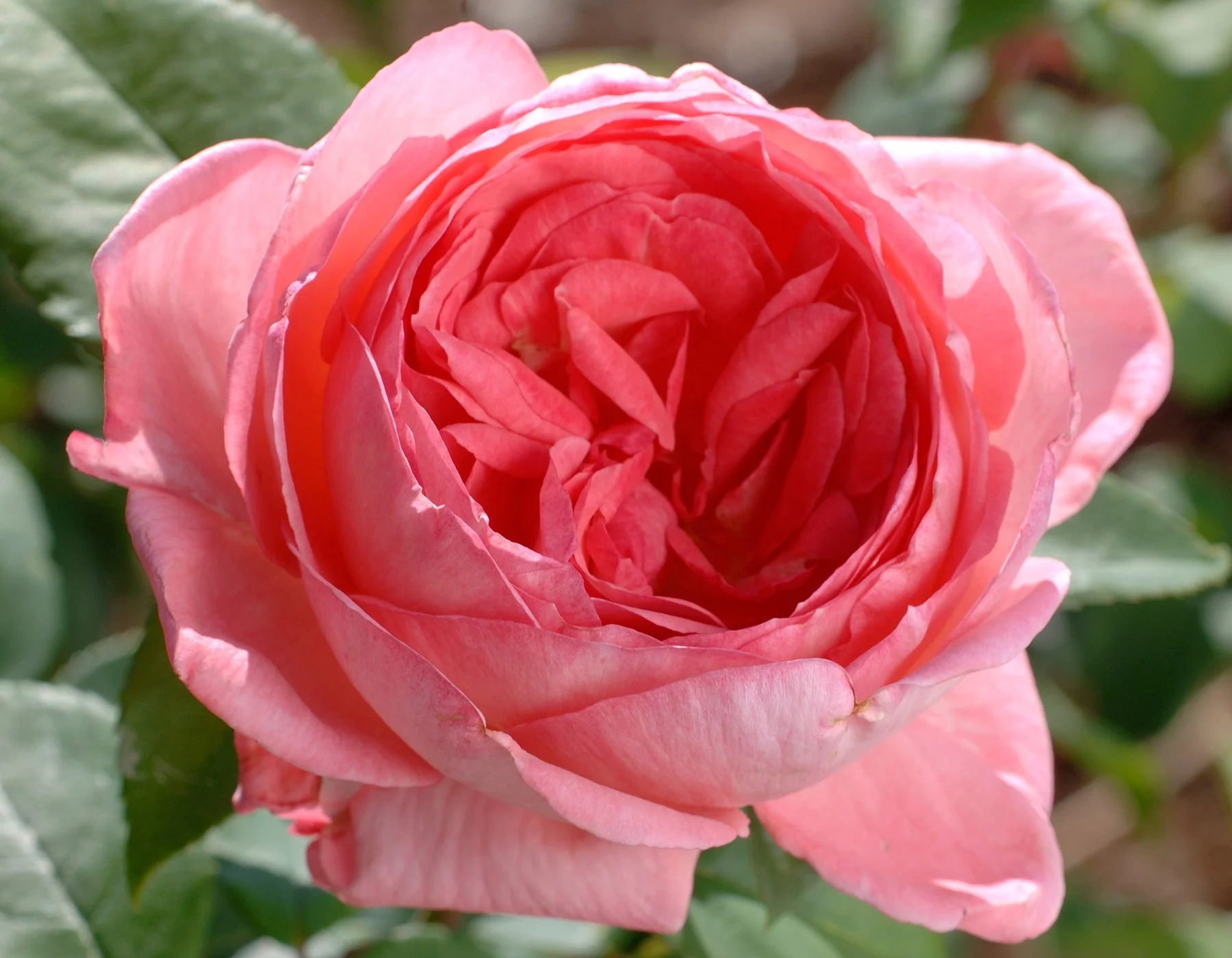 Boscobel - David Austin Rose — Select Roses
