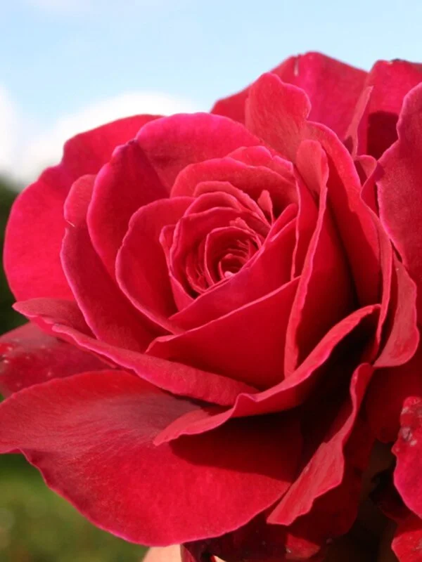 Celestial Night — Select Roses