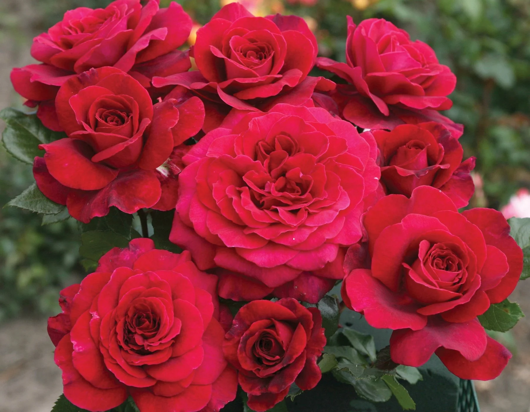Celestial Night — Select Roses