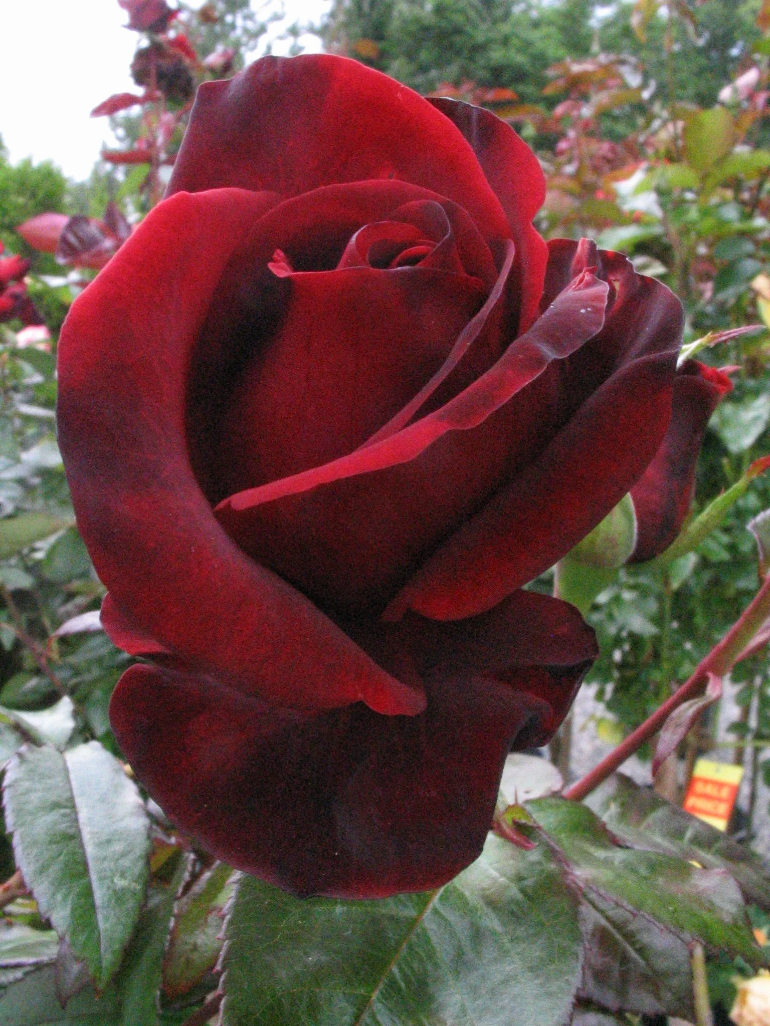 Crimson Cascade — Select Roses