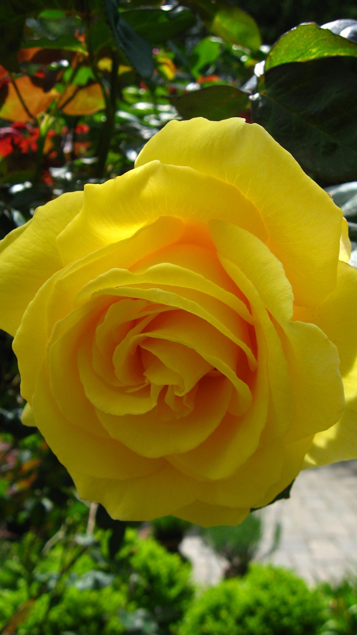 Polka — Select Roses