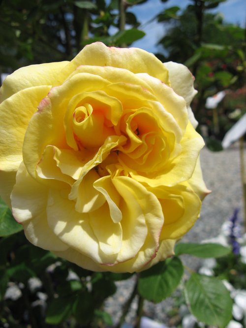 Polka — Select Roses