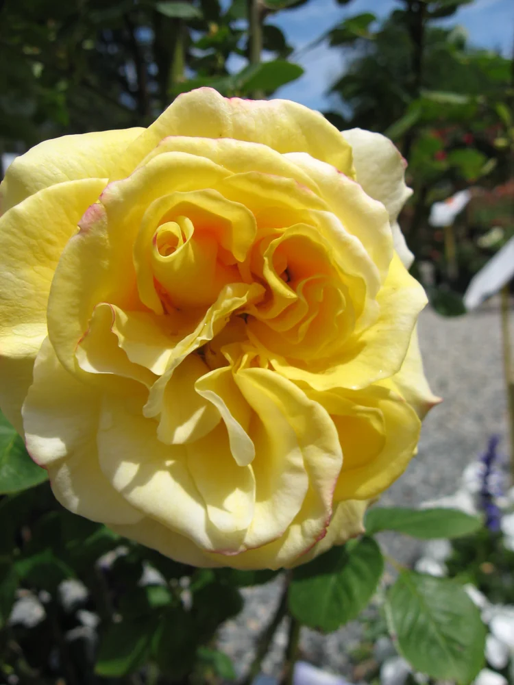 Polka — Select Roses