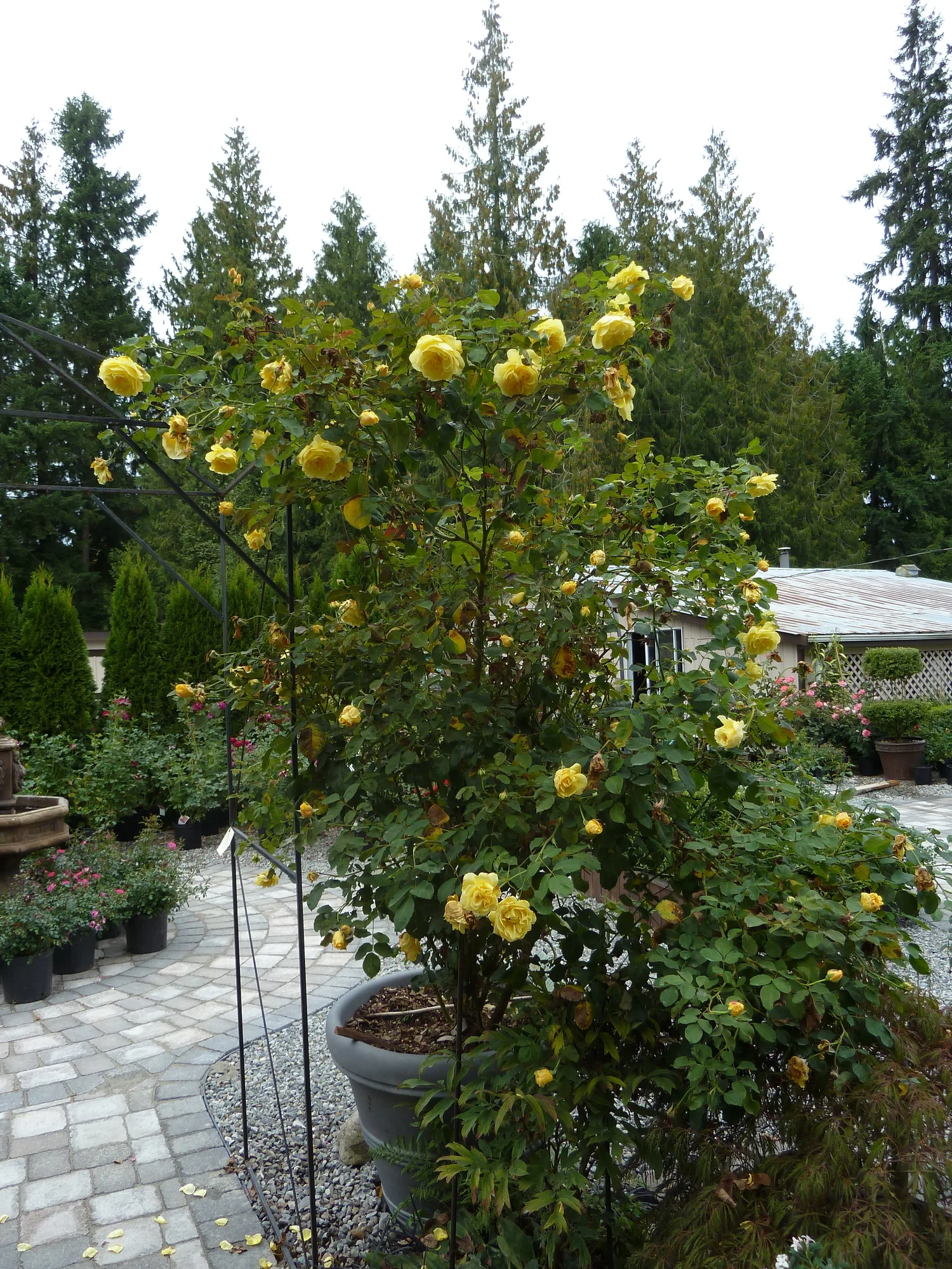 White Eden Rose — Select Roses