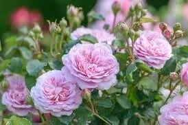 Pre Order Roses for 2024 Pick up — Select Roses