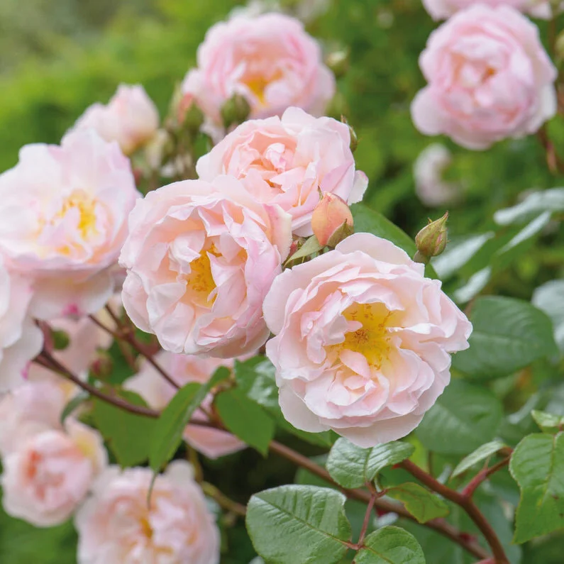 Pre Order Roses for 2024 Pick up — Select Roses