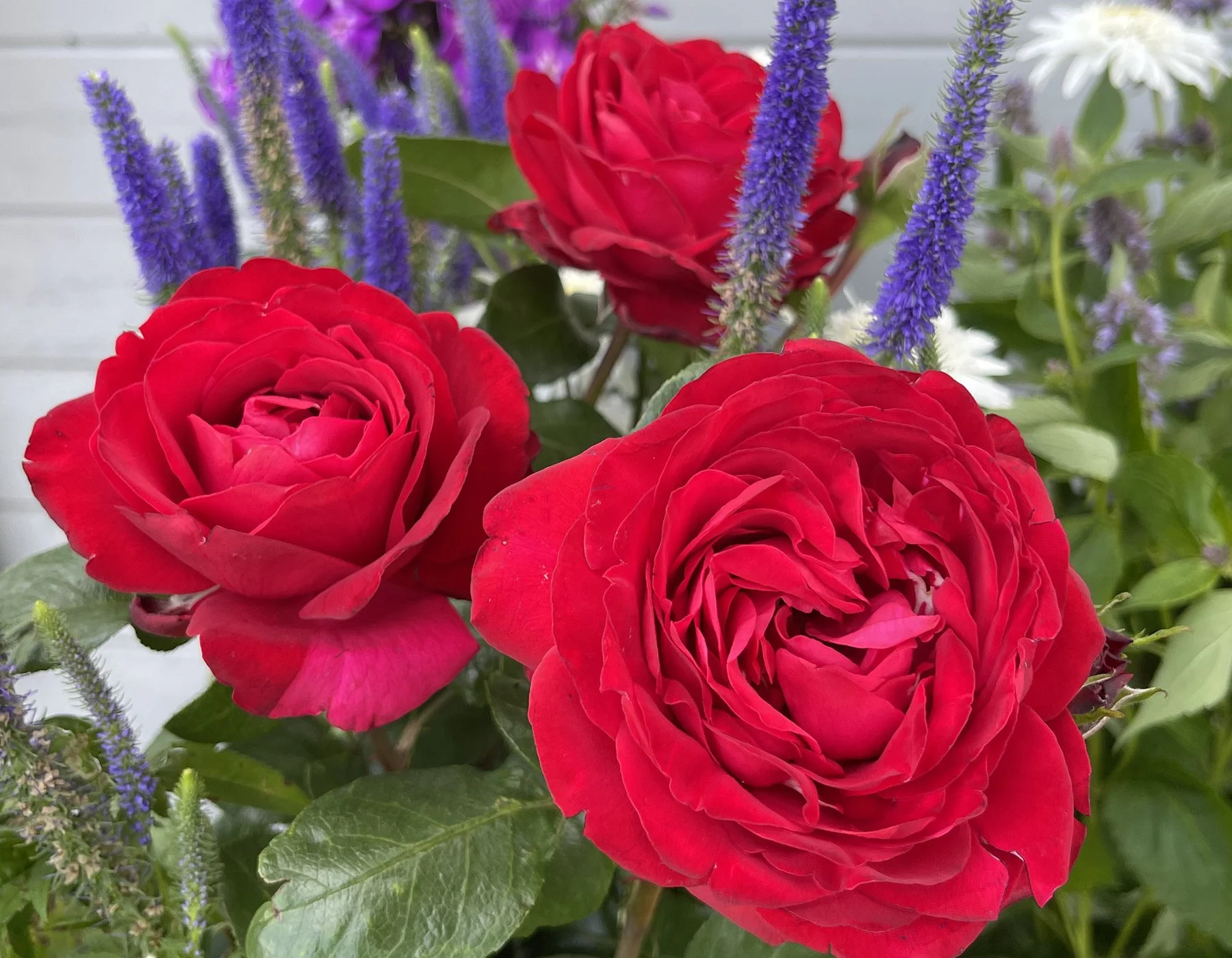 Pre Order Roses for 2024 Pick up — Select Roses