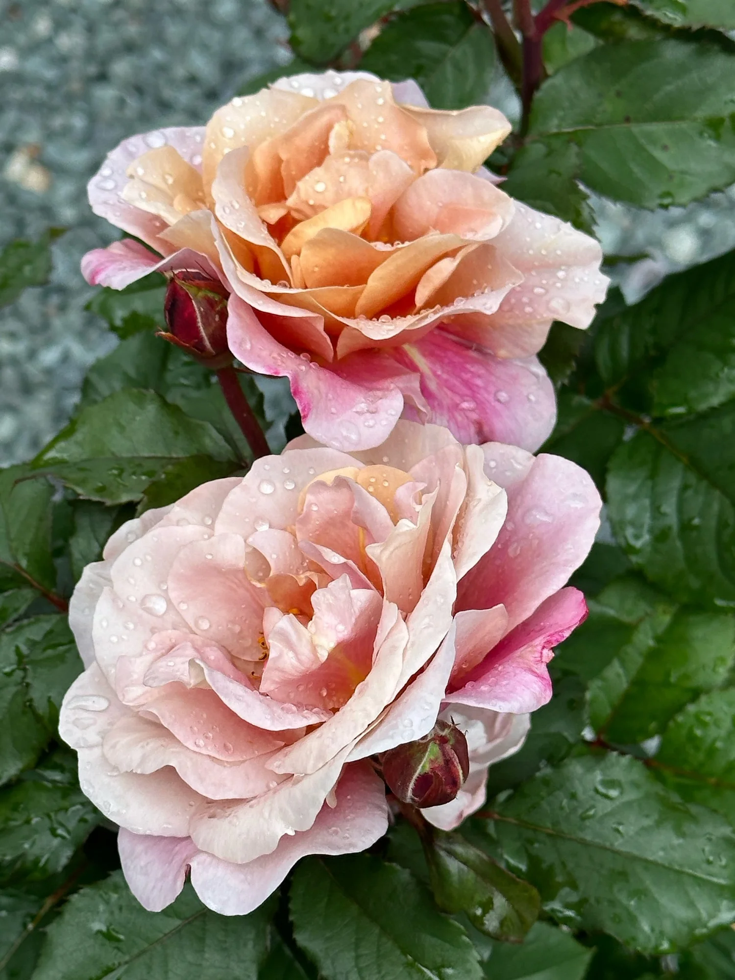 South Africa — Select Roses