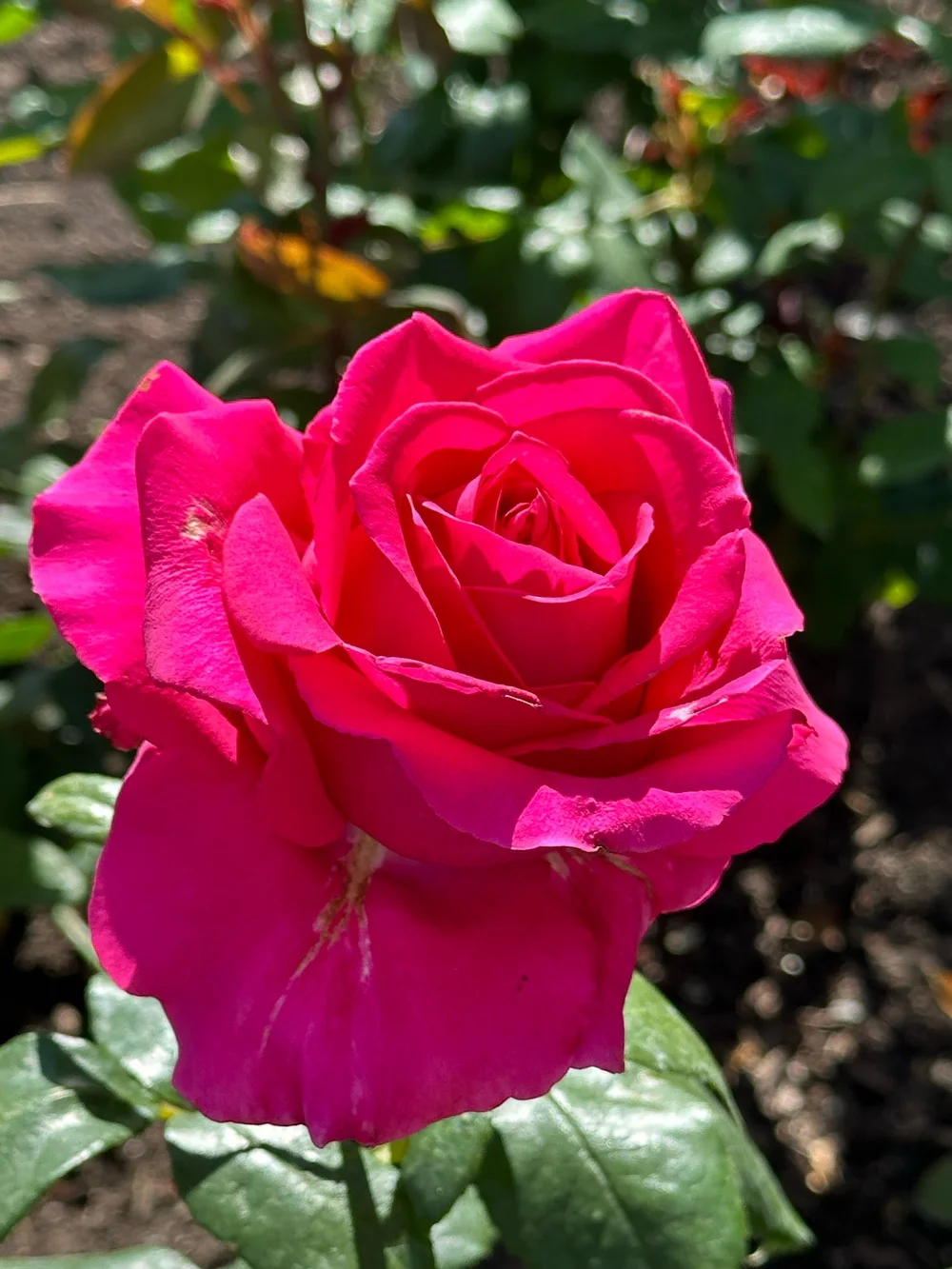 Soft and Sweet — Select Roses