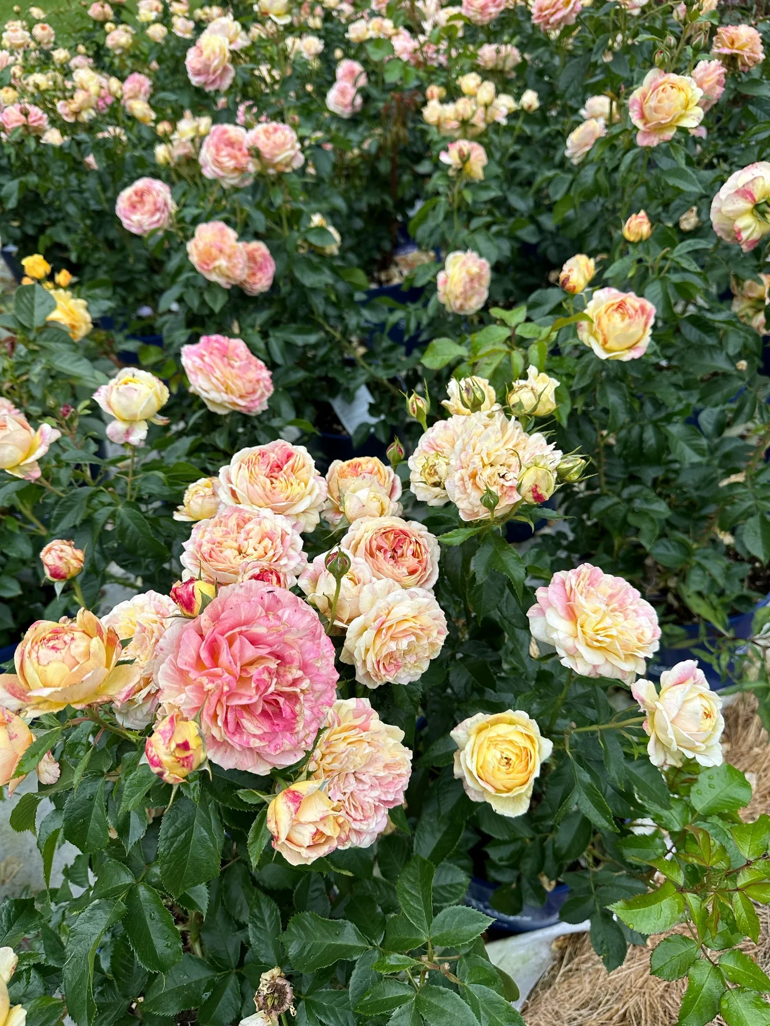 Cinderella Fairy Tale — Select Roses