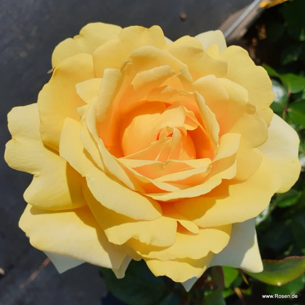 Cinderella Fairy Tale — Select Roses
