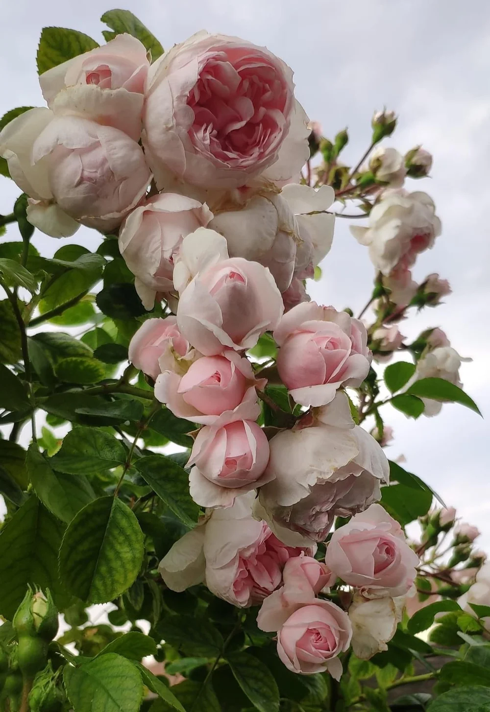 Polka — Select Roses