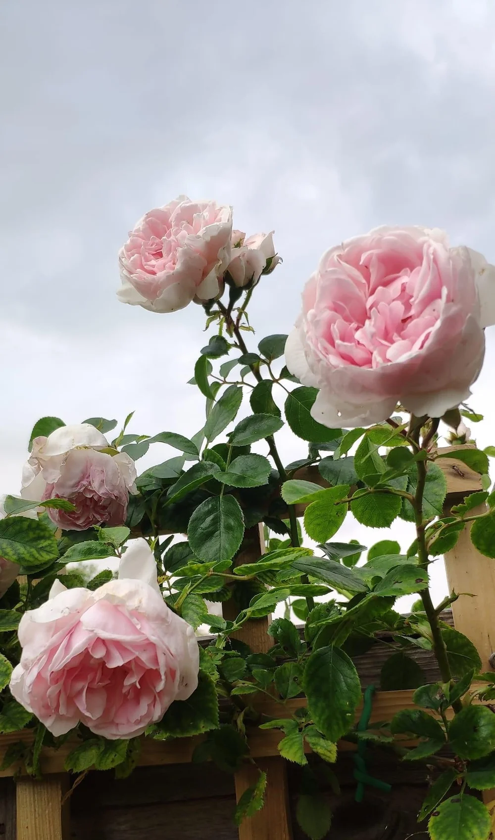 Polka — Select Roses