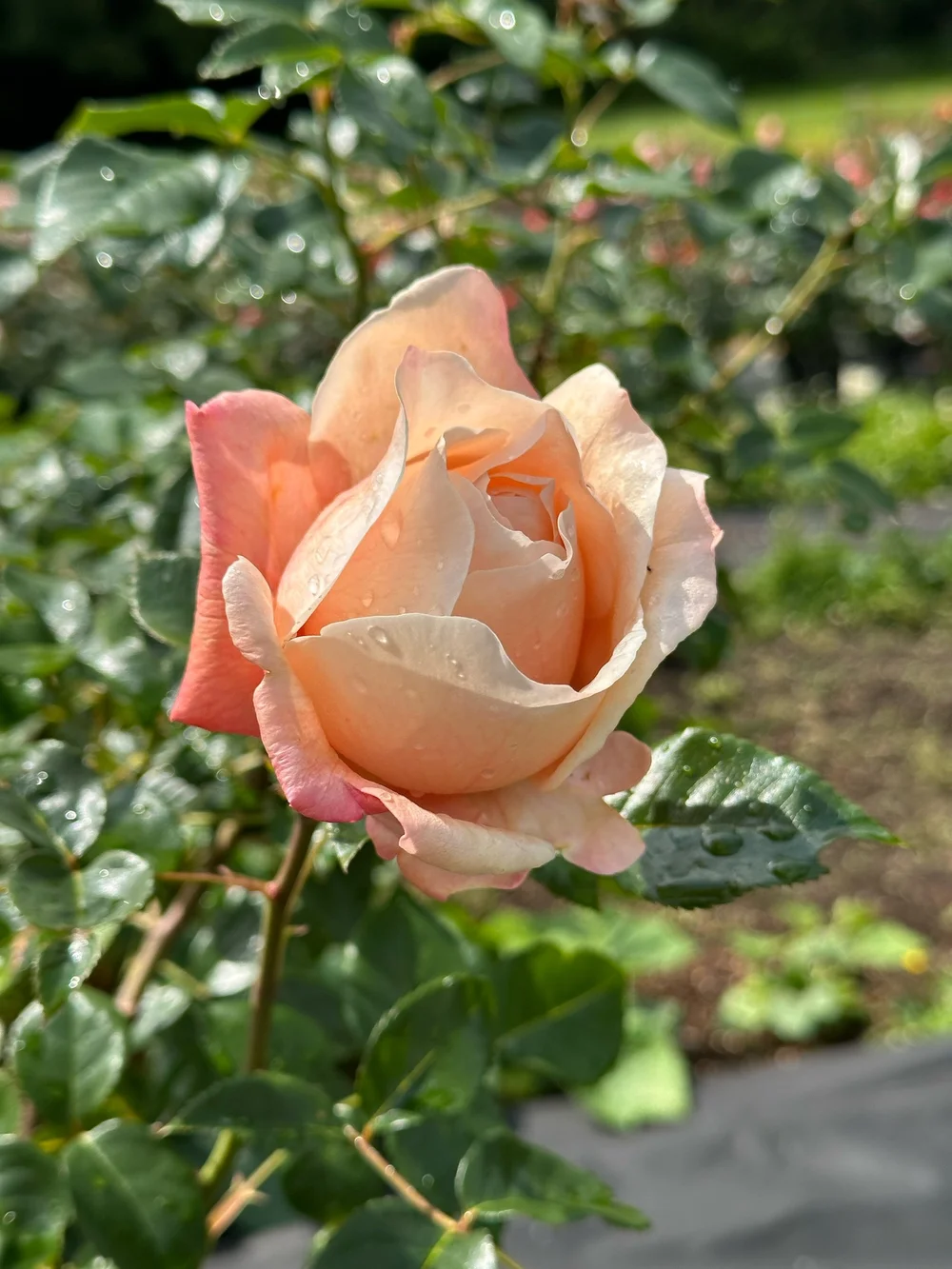 Pre Order Roses for 2024 Pick up — Select Roses