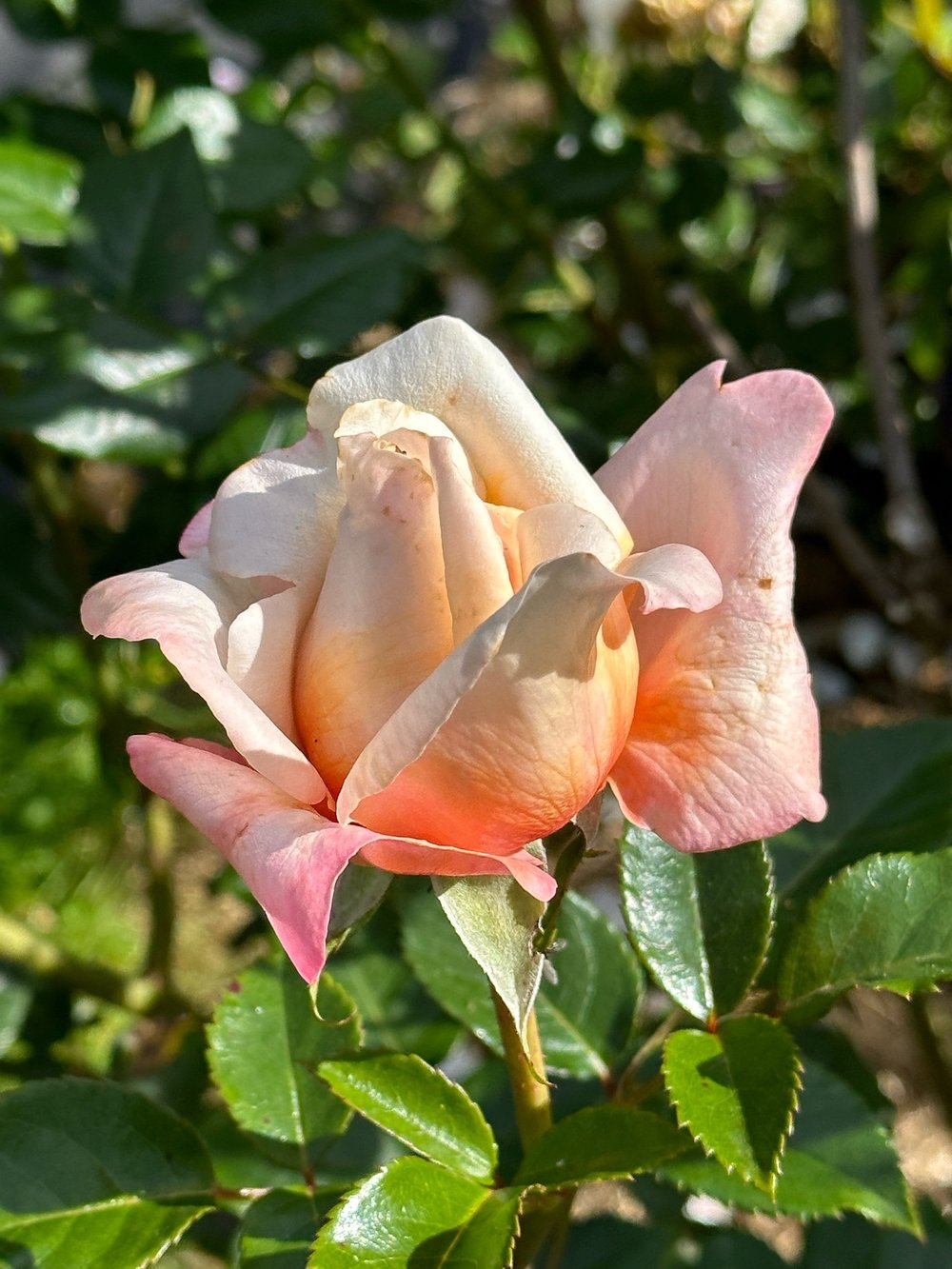 Pre Order Roses for 2024 Pick up — Select Roses