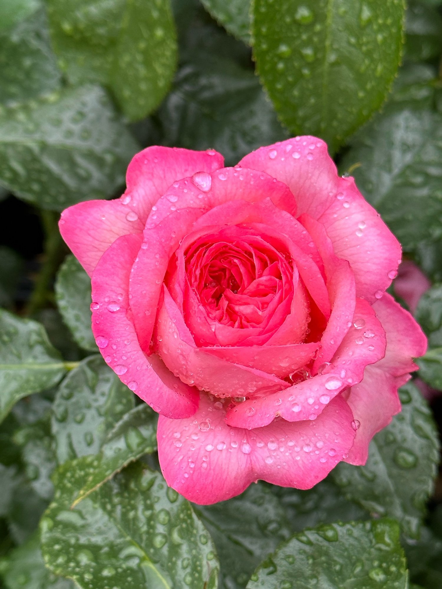 Pre Order Roses for 2024 Pick up — Select Roses