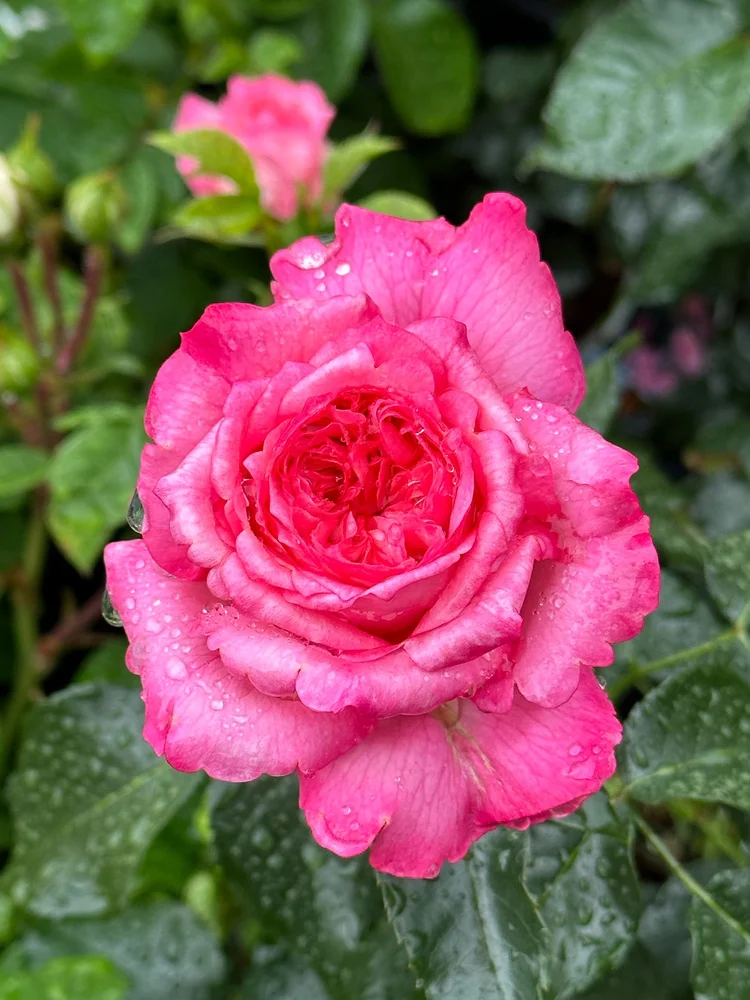 Pre Order Roses for 2024 Pick up — Select Roses