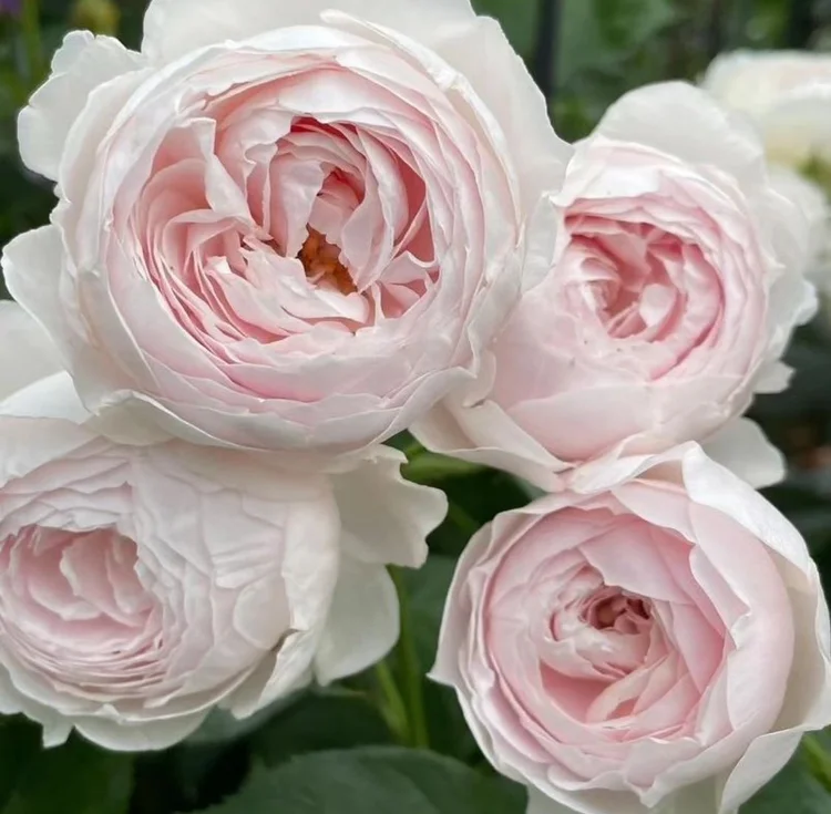 Cinderella Fairy Tale — Select Roses