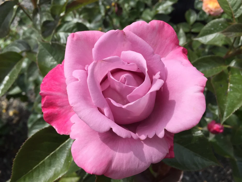 Queen of Sweden — Select Roses