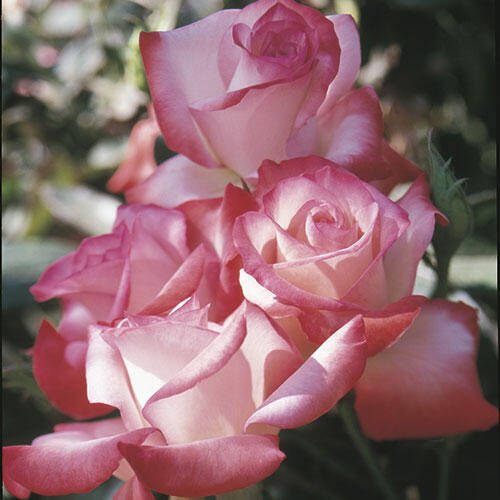 Pre Order Roses for 2024 Pick up — Select Roses