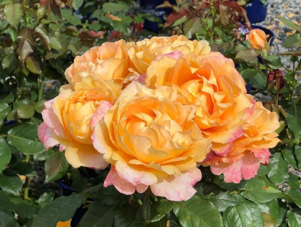 Select Roses Home