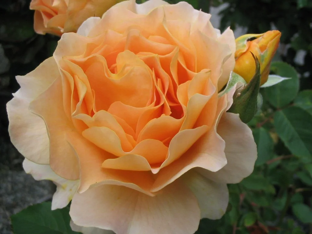 Queen of Sweden — Select Roses