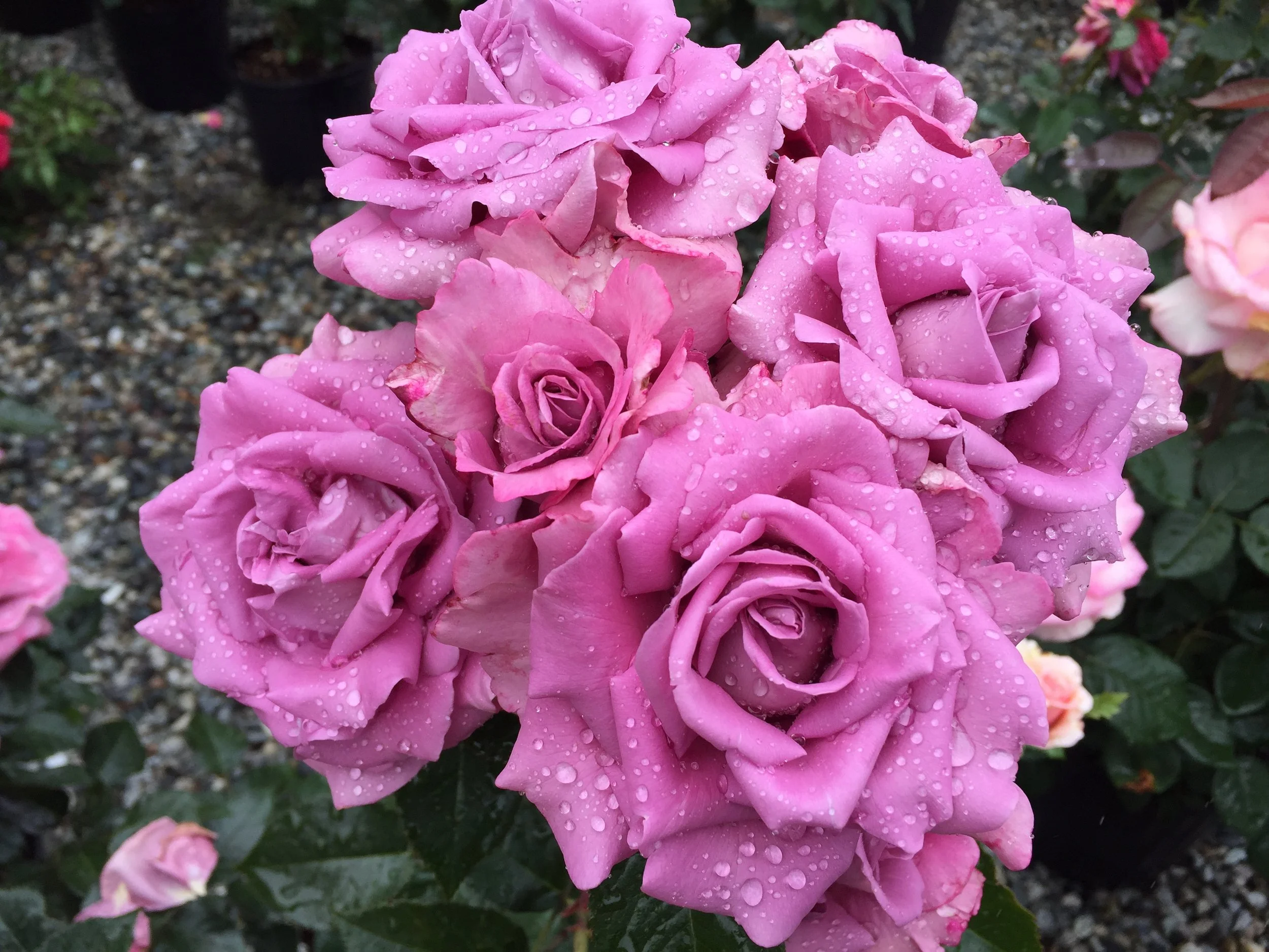 Queen of Sweden — Select Roses
