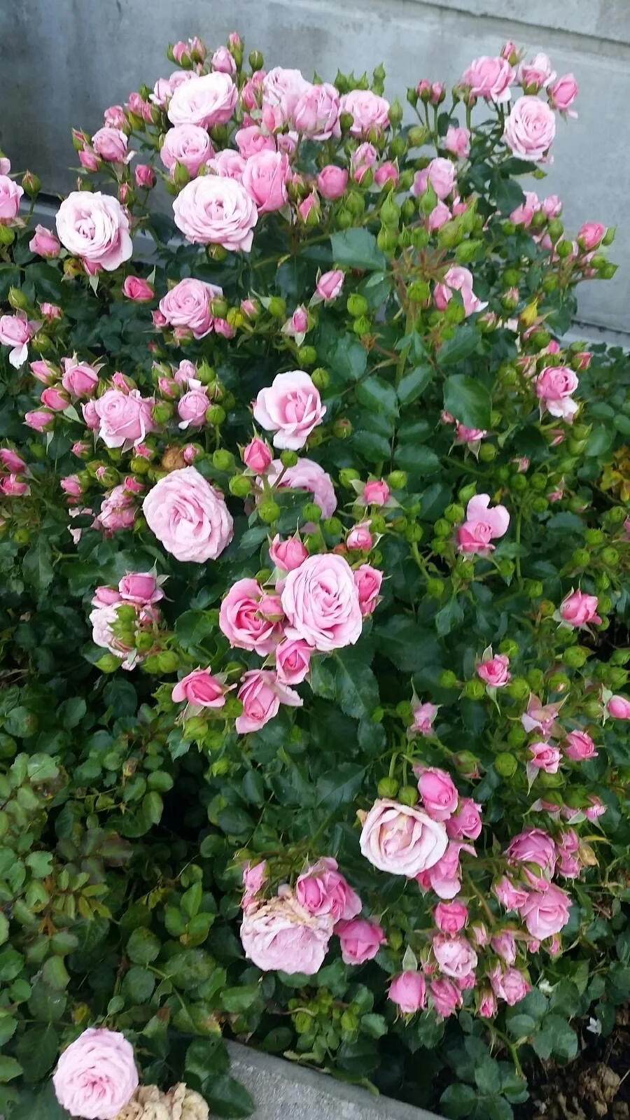 Double Ambre — Select Roses