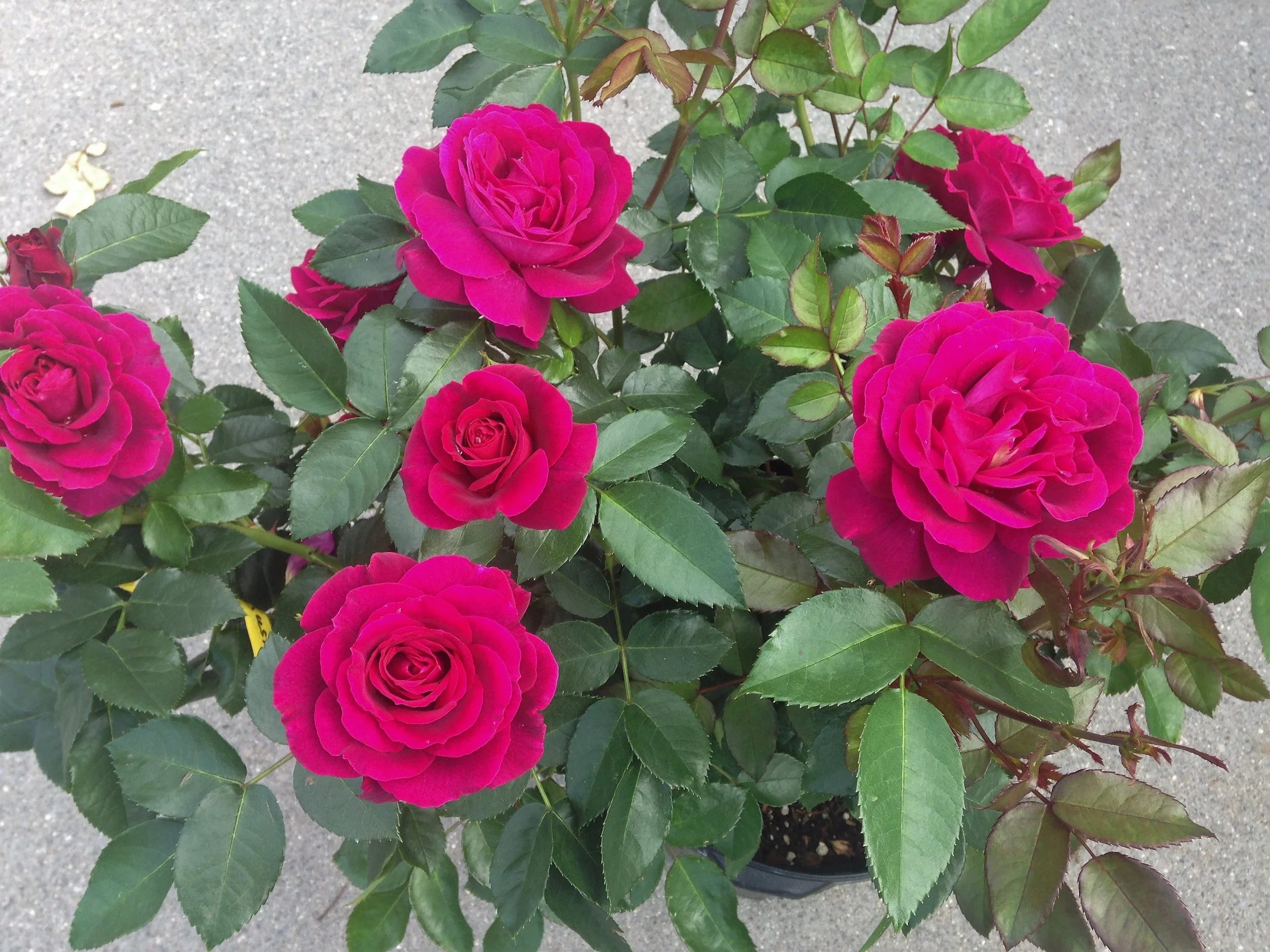 Dylan Rose — Select Roses