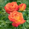 Pretty Lady Tree Rose - 36 inch — Select Roses