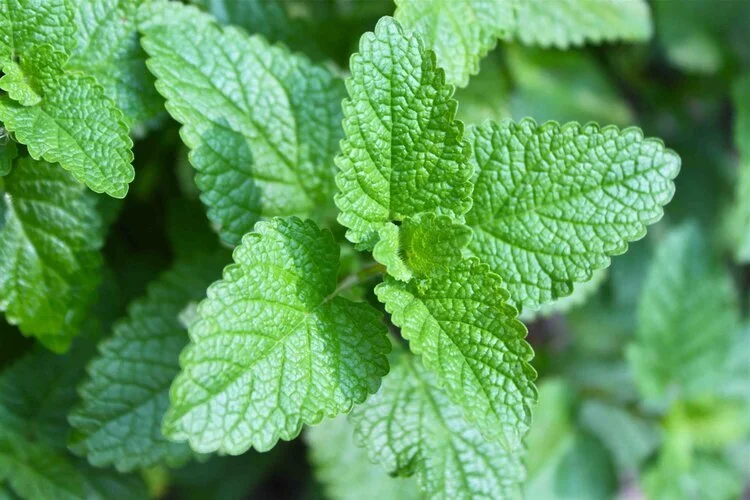 Shop — Kacy Harnedy