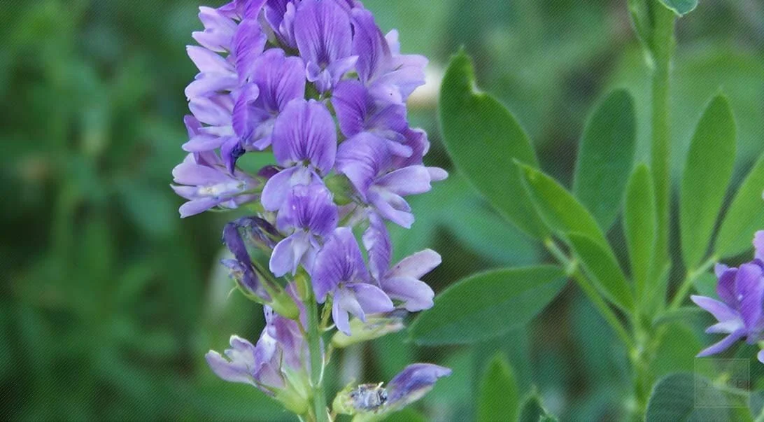 Online herbal shop — Kacy Harnedy