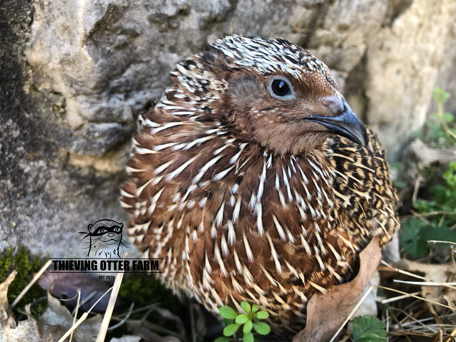 Coturnix Quail — Thieving Otter Farm