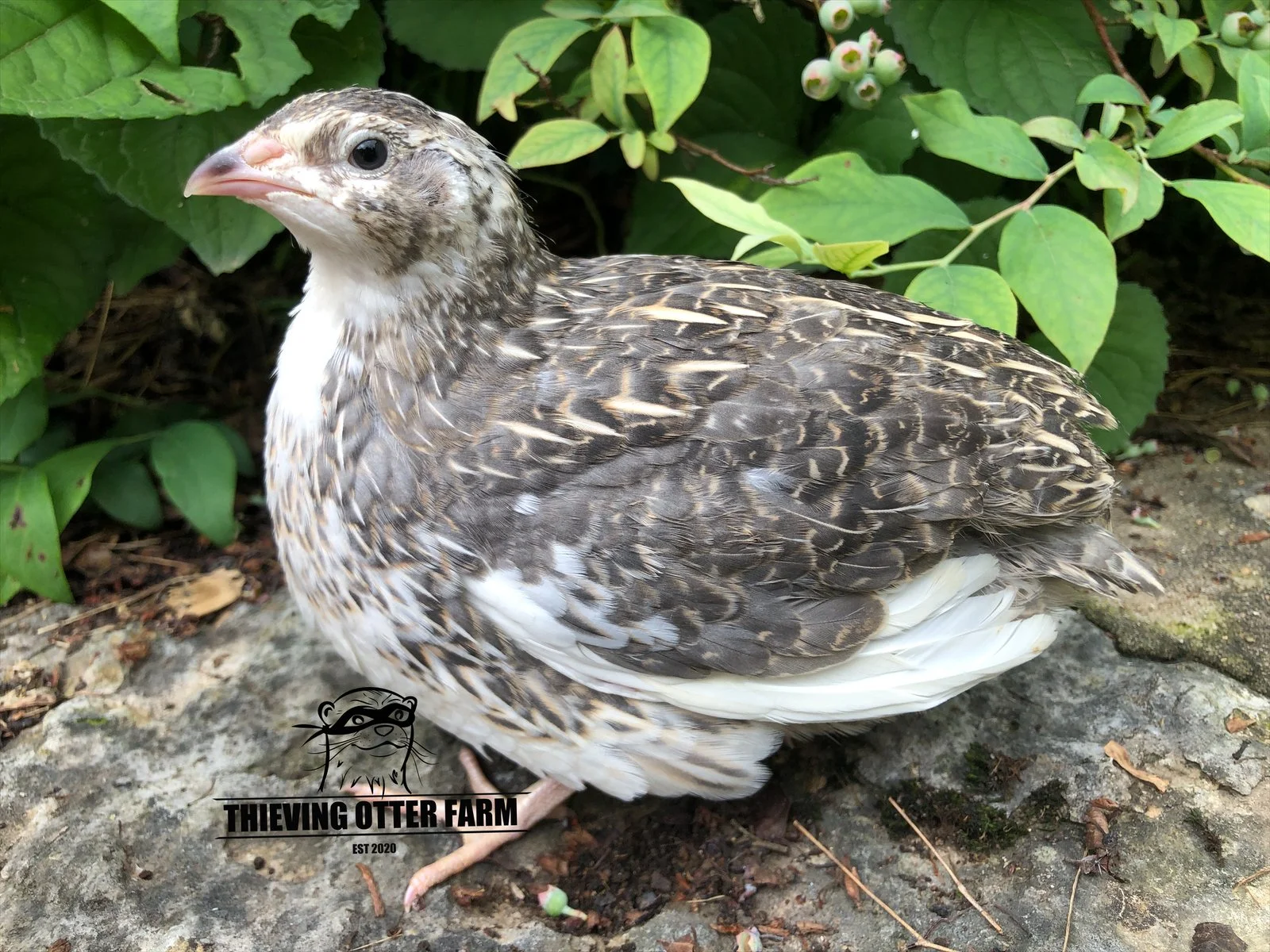 Coturnix Quail — Thieving Otter Farm
