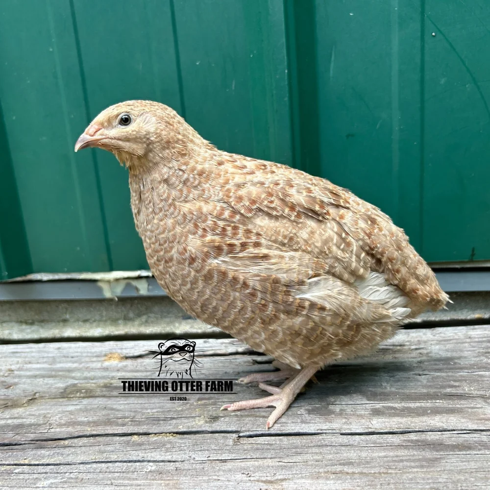 Jumbo Brown Coturnix Quail Hatching Eggs for Sale — Thieving Otter Farm