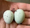 Jumbo Pansy Coturnix Quail Eggs for Hatching — Thieving Otter Farm