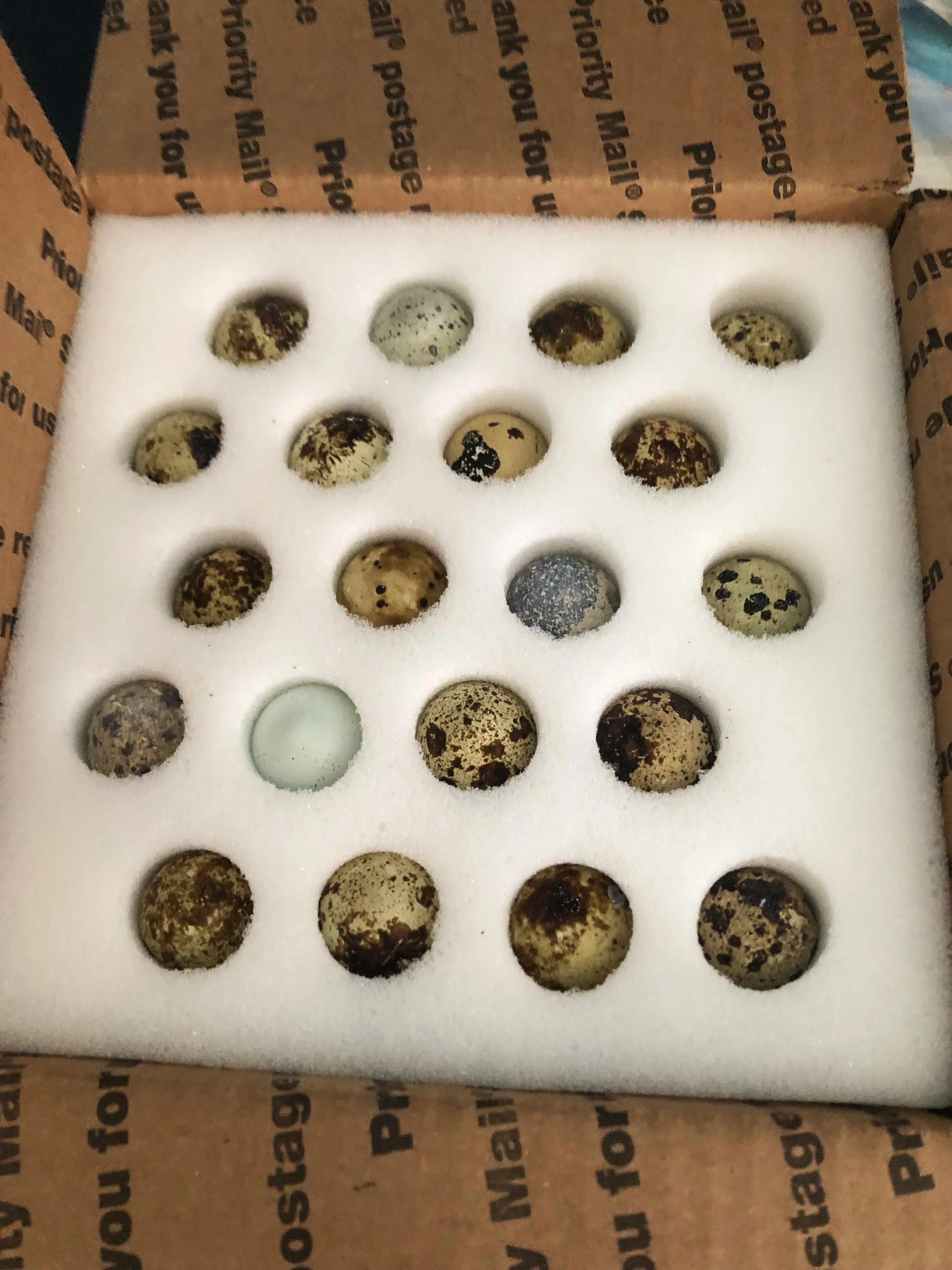 Jumbo Pansy Coturnix Quail Eggs for Hatching — Thieving Otter Farm