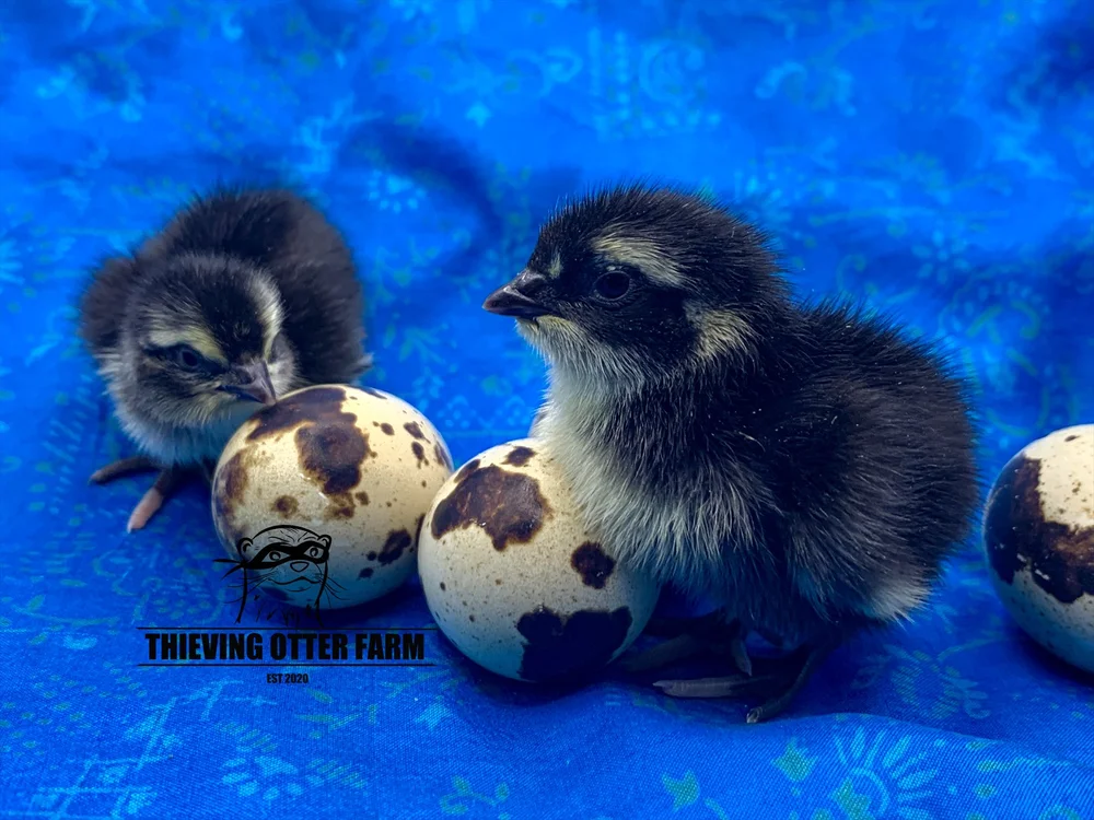 Jumbo Brown Coturnix Quail Hatching Eggs for Sale — Thieving Otter Farm
