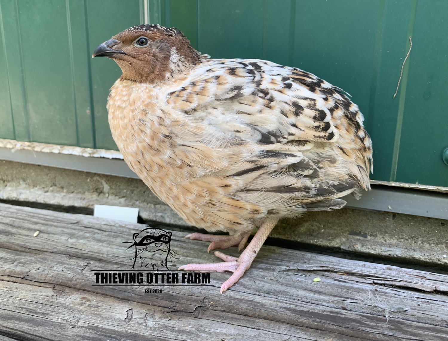 Jumbo Brown Coturnix Quail Hatching Eggs for Sale — Thieving Otter Farm