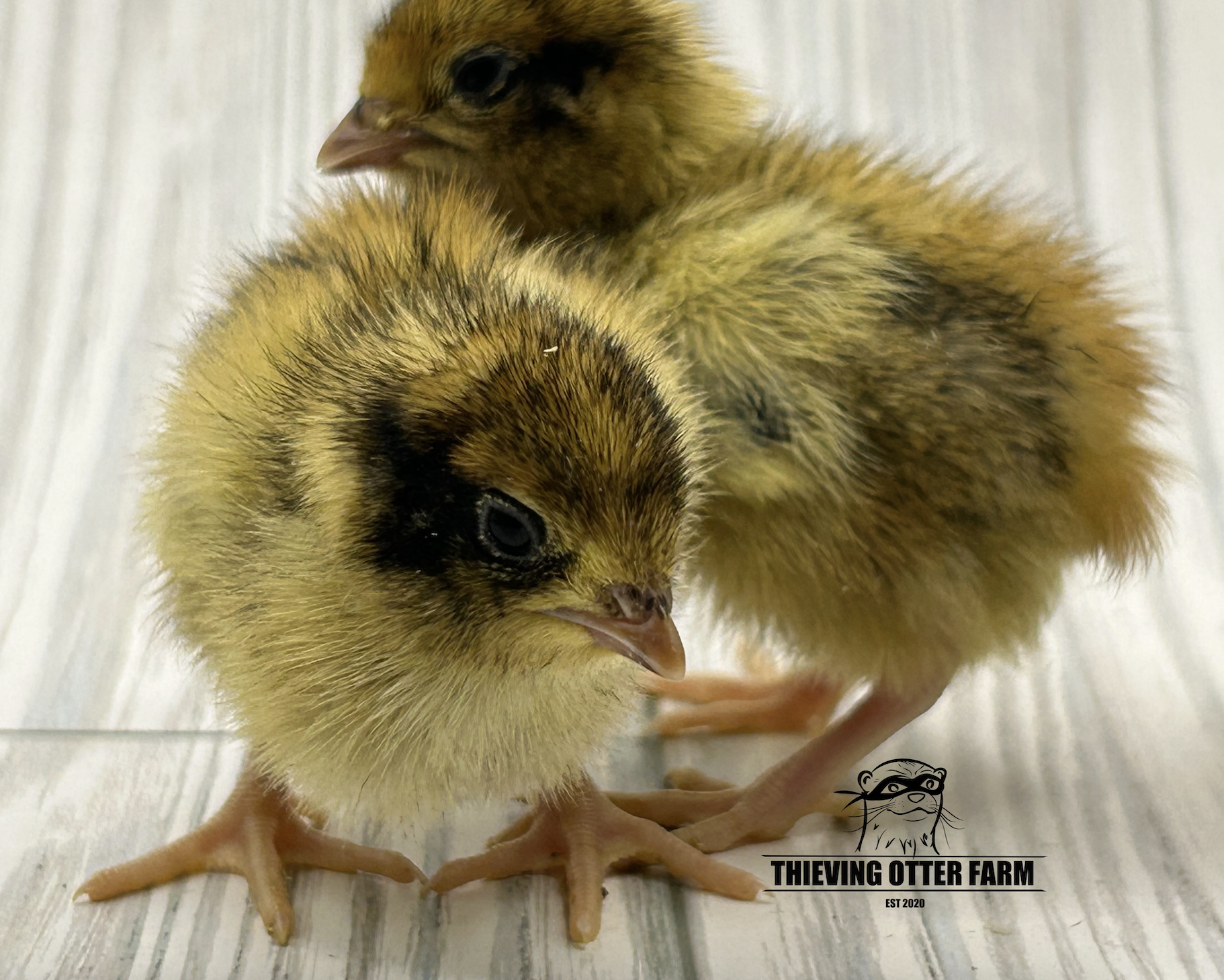 Jumbo Brown Coturnix Quail Hatching Eggs for Sale — Thieving Otter Farm
