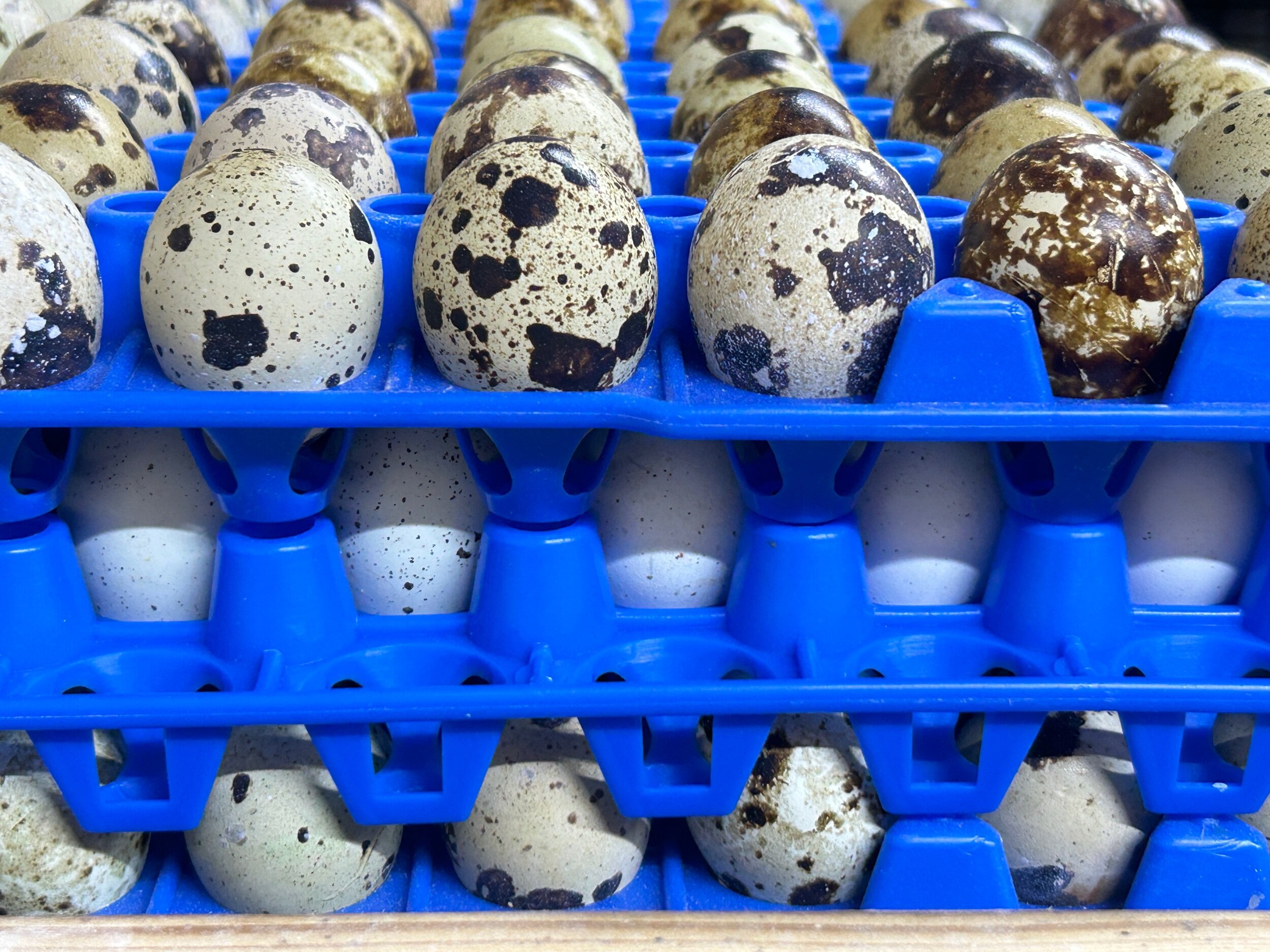Quail Egg Scissors — Thieving Otter Farm